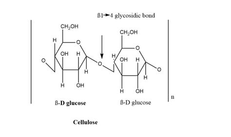 Polysaccharide Definition Classification And 4 Reliable Function