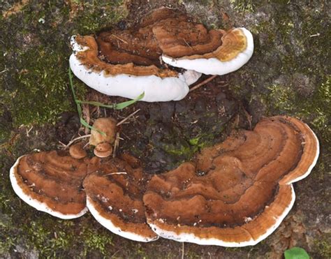 Ganoderma Lobatum · Inaturalist United Kingdom