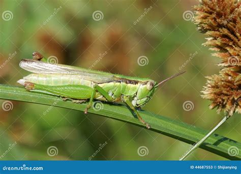 Rice Grasshopper Is A Group Of Insects That Enter The Suborder Caelifera They Are Believed To