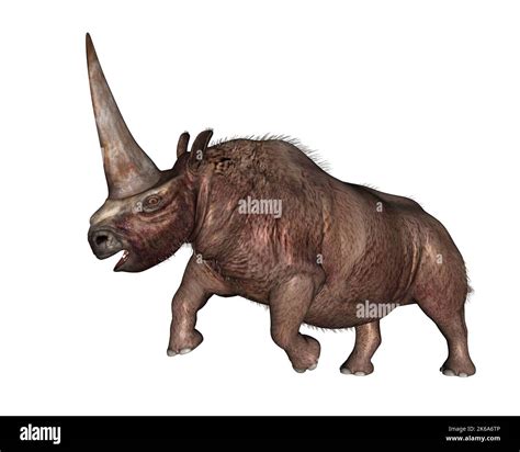 Elasmotherium Rhinoceros With Big Horn Isolated On White Background