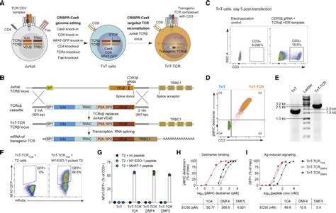 high throughput t cell receptor engineering by functional screening