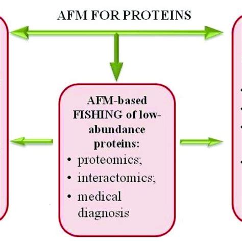 Application Of Atomic Force Microscopy AFM To Study Proteins It