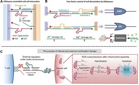 A Dnazymes Regulate Cellcell Interactions B Two‐factor Disassembly