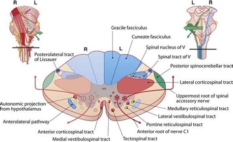 Spinothalamic Tract Midbrain