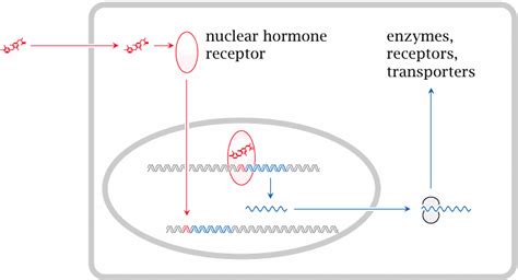 Hormonal Regulation Of Metabolism