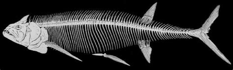 Xiphactinus Skeleton