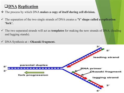 Dna And Rna Structure Functions Types Difference Similarities Protein Synthesis Pptx