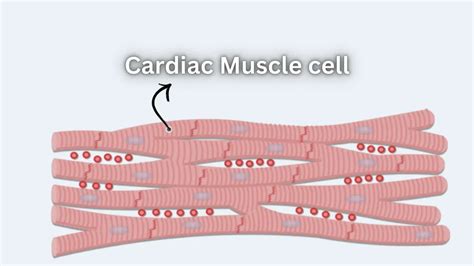 Cardiac Muscle Cell Structure Branching Internal Structure Of The