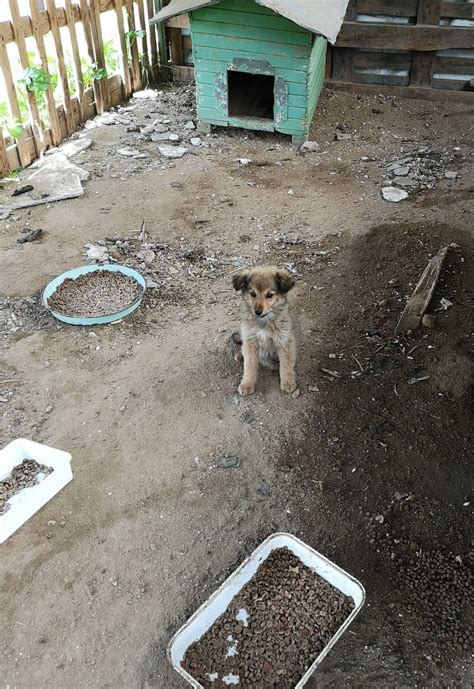 Доброволци към Общински приют за безстопанствени кучета Каменар Варна