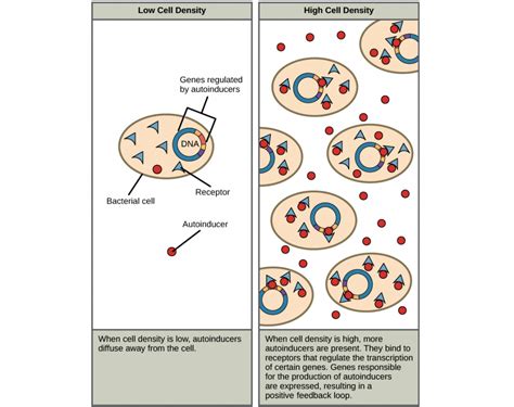 Intro To Chemical Signaling And Communication By Microbes Organismal
