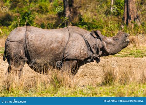Rhino Calling Stock Photo Image Of Coat Drink Color 60676858