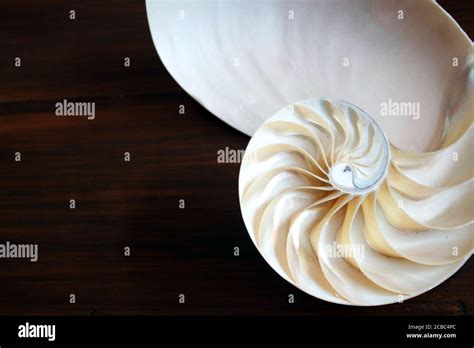 Shell Nautilus Fibonacci Section Spiral Pearl Symmetry Half Cross