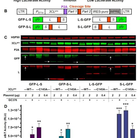 The Luciferase Complementation Assay Can Easily Distinguish 3clpro