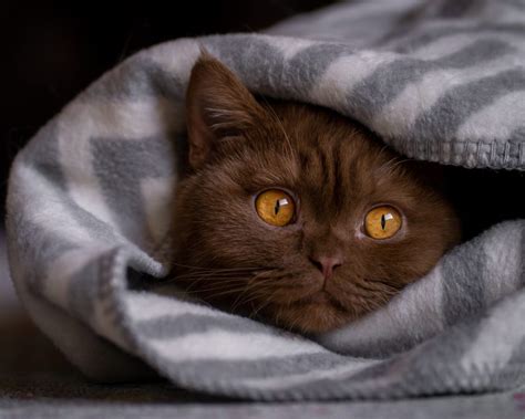 Otsa Cat Blanket Labbvenn