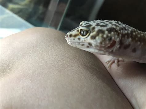 What kind of substrate is the best to go on top of heat mats? More in comments : r/leopardgeckos