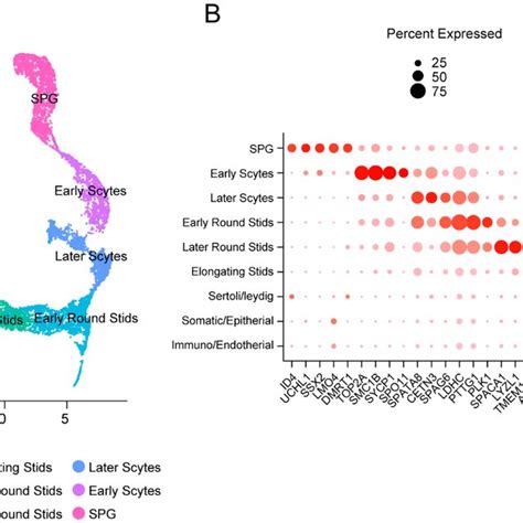 Single Cell Transcriptome Profiling From Published Adult Human Testes Download Scientific