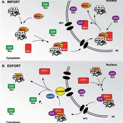 Pdf Nuclear Import And Export Of Proteins In Plants A Tool For The