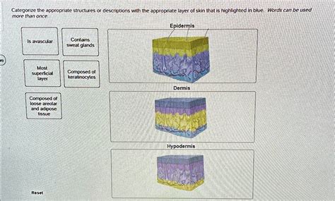 Categorize The Appropriate Structures Or Descriptions With The