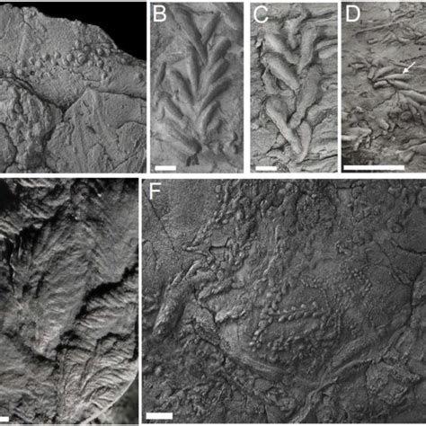 A D Treptichnus Pedum Showing A Range Of Branching Types All Preserved Download Scientific