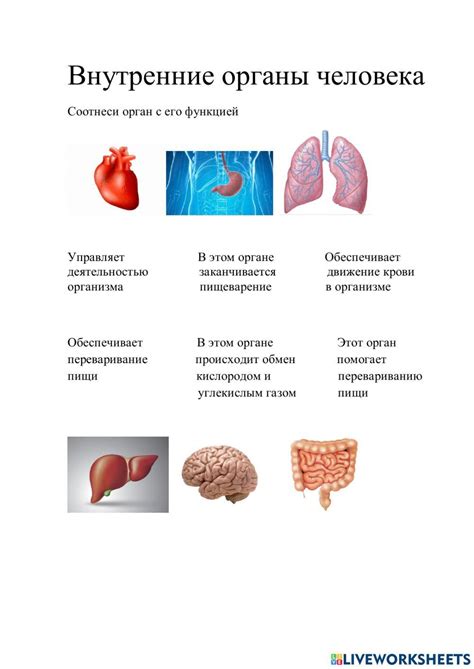 внутренние органы человека Online Exercise For Live Worksheets