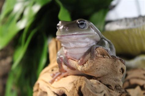 Princess Ribbita Rfrogs