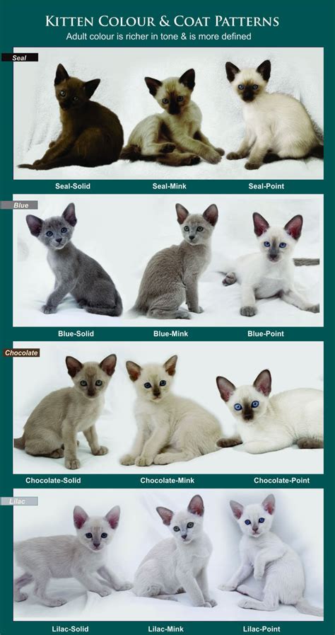 Tonkinese Cats In Various Colors