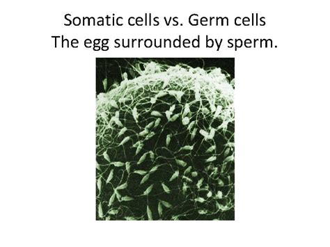 AP Biology The Cell Cycle Part 1 One