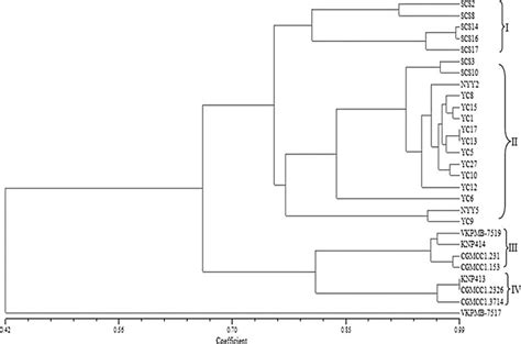 Dendrogram Based On Random Amplified Polymorphic Dna Rapd Pattern Download Scientific Diagram
