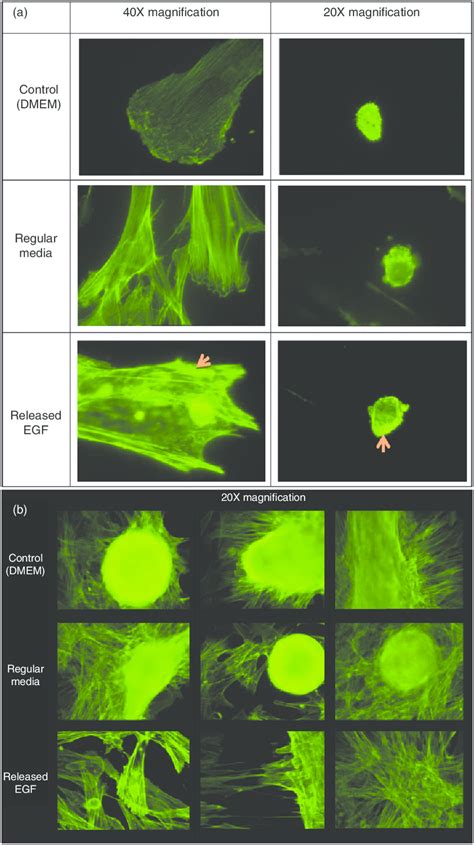 Immunostaining Of Actin Filaments A Differences In F Actin Density