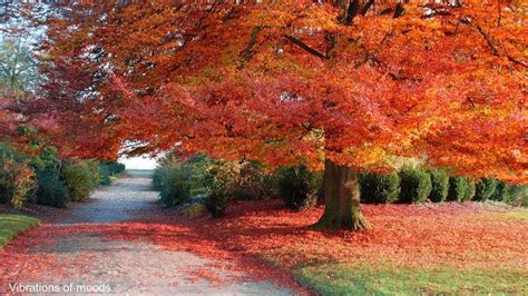 Расслабляющая музыка для снятия стресса Пианино Music For Relaxation Youtube Music