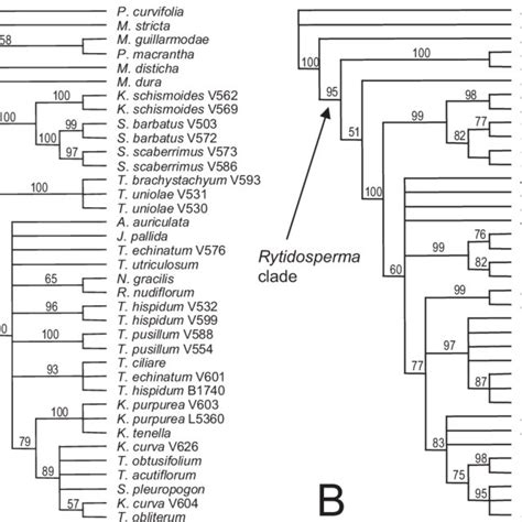 Strict Consensus Topologies Summarizing The Results Of Parsimony