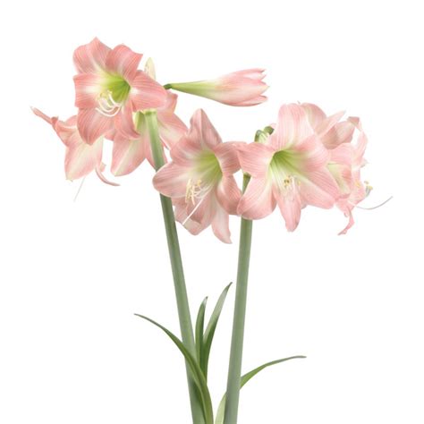Bellissimo™ - Had.eco