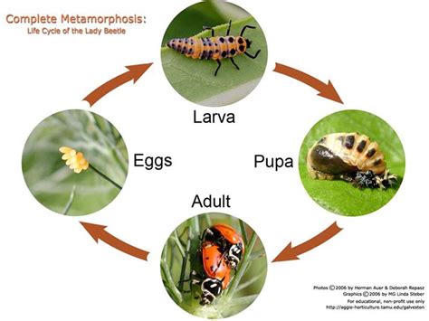 Beneficials In The Garden Landscape Types Of Insect Metamorphosis