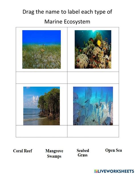 Free Marine Ecosystem Worksheet Download Free Marine Ecosystem Worksheet Png Images Free