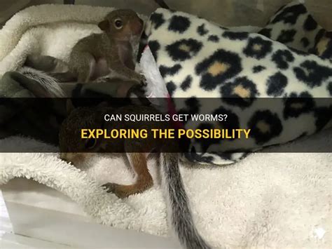 Can Squirrels Get Worms Exploring The Possibility Petshun