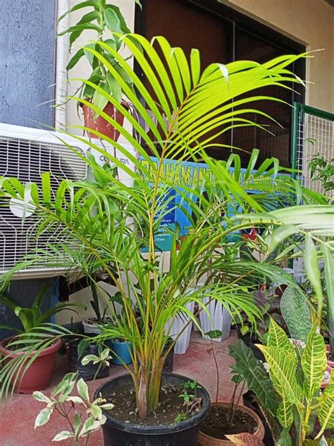 8 Untold Areca Palm Benefits Plants Craze
