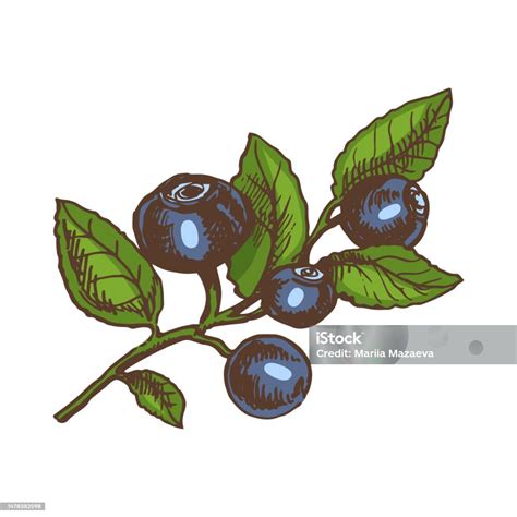벡터는 블루베리 가지의 컬러 식물 삽화를 그렸다 조각 스타일의 산림 열매 스케치 빈티지 그림입니다 과일에 대한 스톡 벡터 아트 및 기타 이미지 Istock