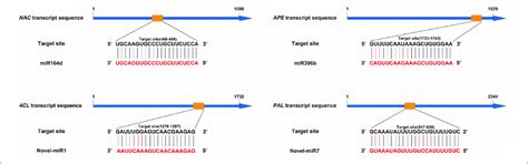 Target Sites Of Candidate Mirnas Download Scientific Diagram