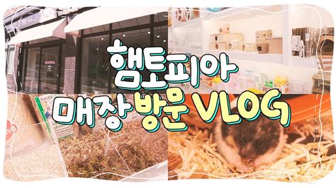 햄스터 오프라인 매장에 다녀왔어요 햄토피아 오프라인 매장 Youtube
