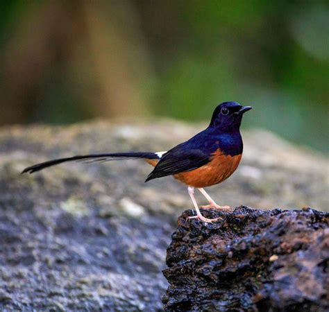 White Rumped Shama Calls And Sounds Wild Ambience Nature Sounds