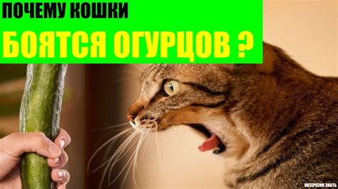 Почему кошки боятся огурцов? - YouTube