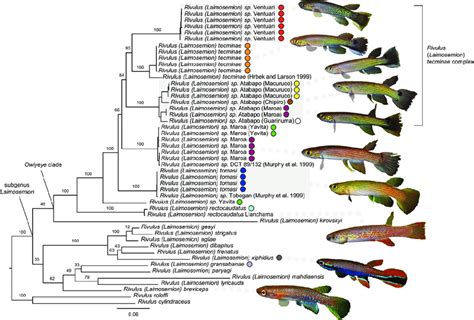Maximum Likelihood Phylogeny Ln Likelihood −2547081745 Obtained
