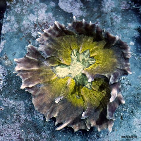 Pectinia Marine Exotics