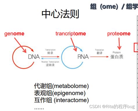 转录组测序分析 转录组分析 Csdn博客