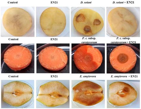 Silencing Of Phytopathogen Communication By The Halotolerant Pgpr