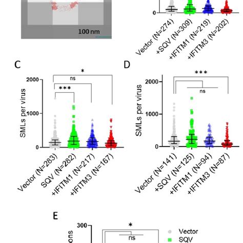 single molecule localization analysis reveals reduced env incorporation