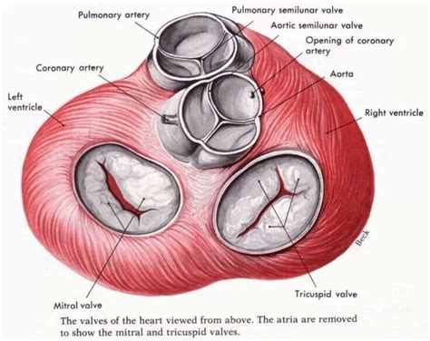 Valves Of Heart Physiology Heart Valves Anatomy