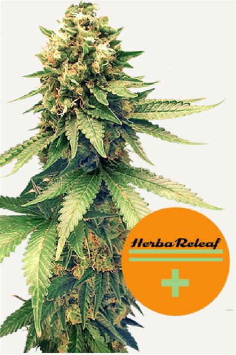 The Harmony Of Minor Cannabinoids A Symphony Of Homeostasis In The Human Body Herba Releaf