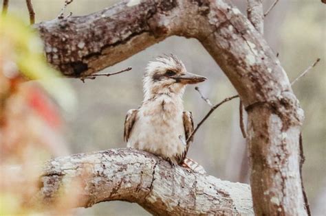 One Wet Kooka Sitting On A Tree Australian Photography