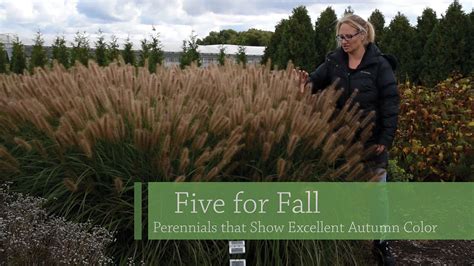 Panicum Virgatum Gunsmoke Pp32373 Walters Gardens Inc